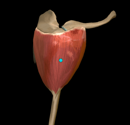 Ombro: A Anatomia do Complexo Articular - Portal Lupmed
