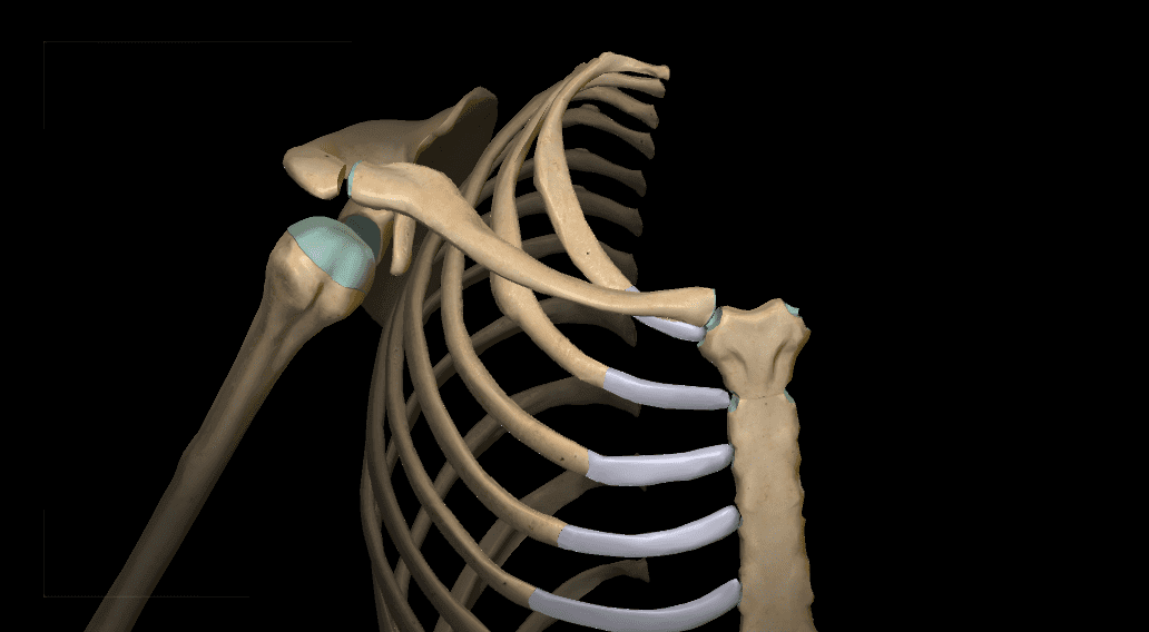 Ombro: A Anatomia do Complexo Articular - Portal Lupmed