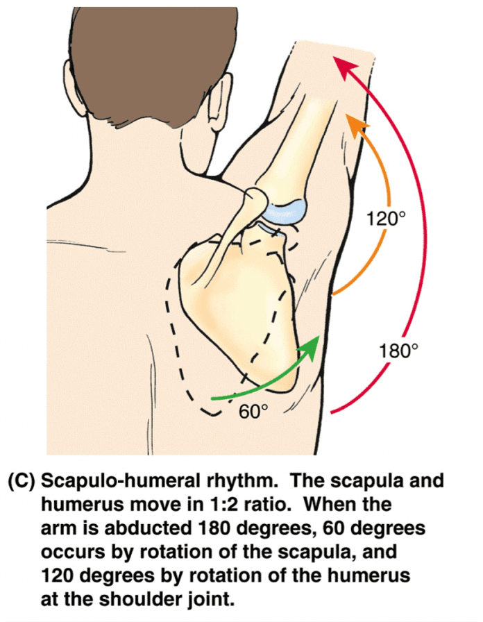 Ombro: A Anatomia do Complexo Articular - Portal Lupmed