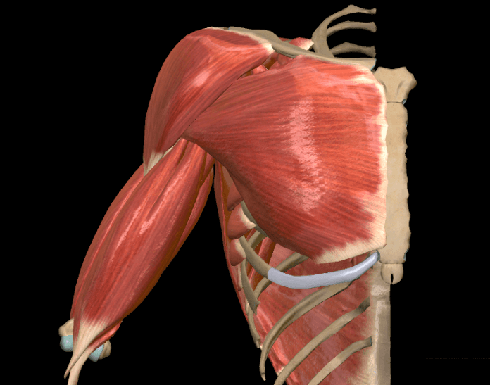 Ombro: A Anatomia do Complexo Articular - Portal Lupmed